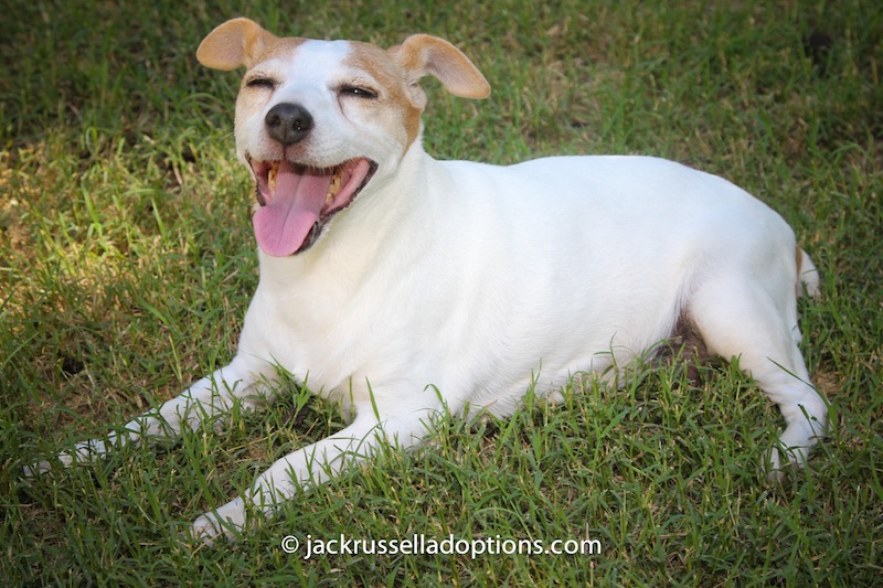 adoptable-jack-russell-ginger-preview – Georgia Jack Russell Rescue