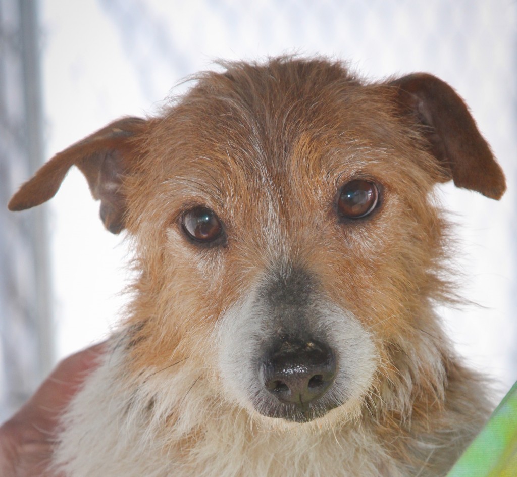 sadie-jack-russell-neglected-arrival copy – Georgia Jack Russell Rescue