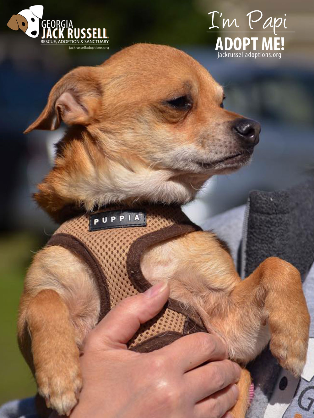 adoptable-chihuahua-terrier-papi – Georgia Jack Russell Rescue