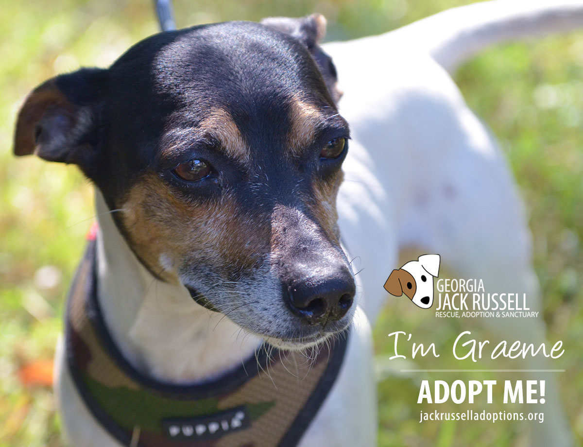 adoptable-jack-russell-graeme – Georgia Jack Russell Rescue