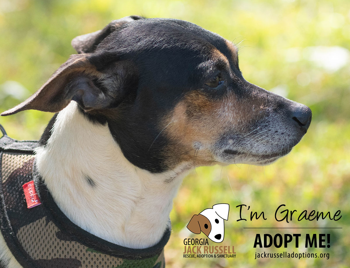 atlanta-adopt-graeme-jack-russell – Georgia Jack Russell Rescue