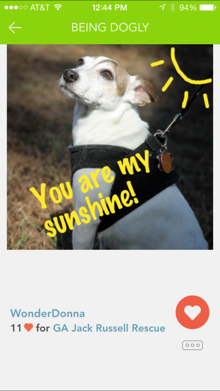 Get Dogly. Get Creative. – Georgia Jack Russell Rescue