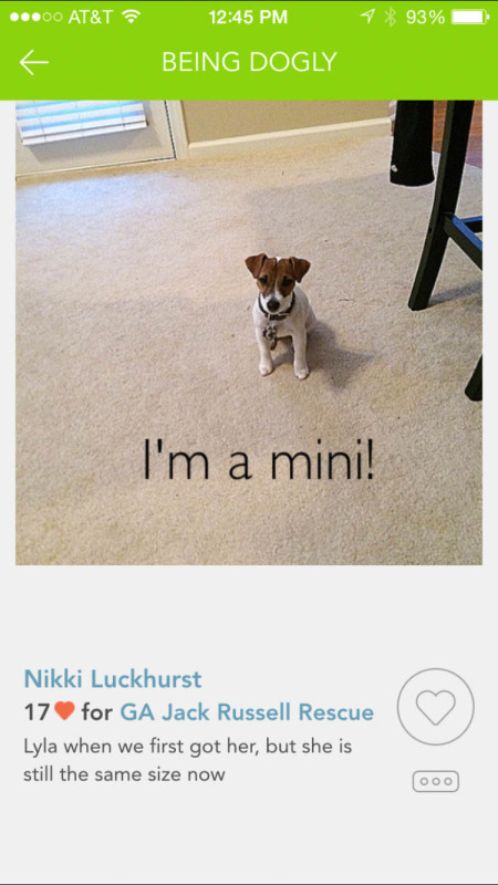 Get Dogly. Get Creative. – Georgia Jack Russell Rescue