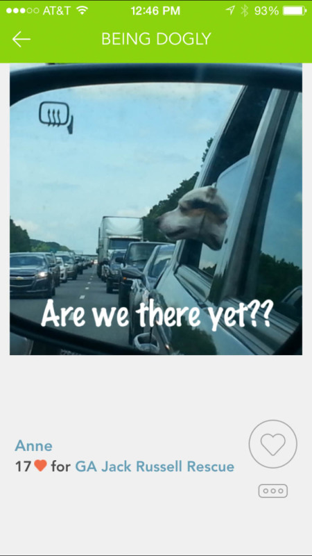Get Dogly. Get Creative. – Georgia Jack Russell Rescue