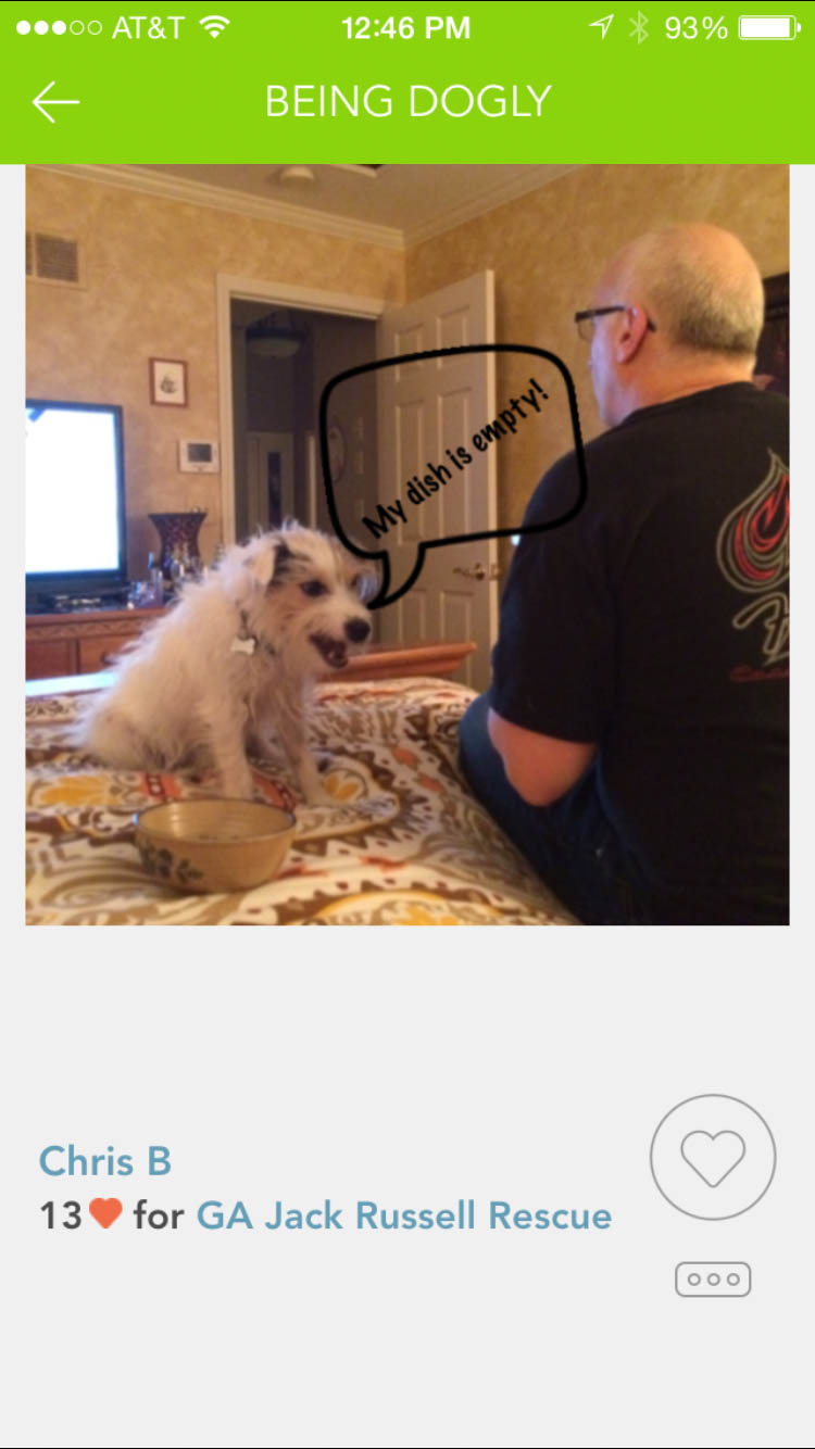 Get Dogly. Get Creative. – Georgia Jack Russell Rescue