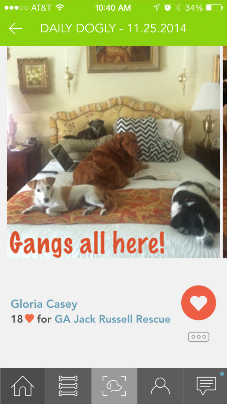 Get Dogly. Get Creative. – Georgia Jack Russell Rescue
