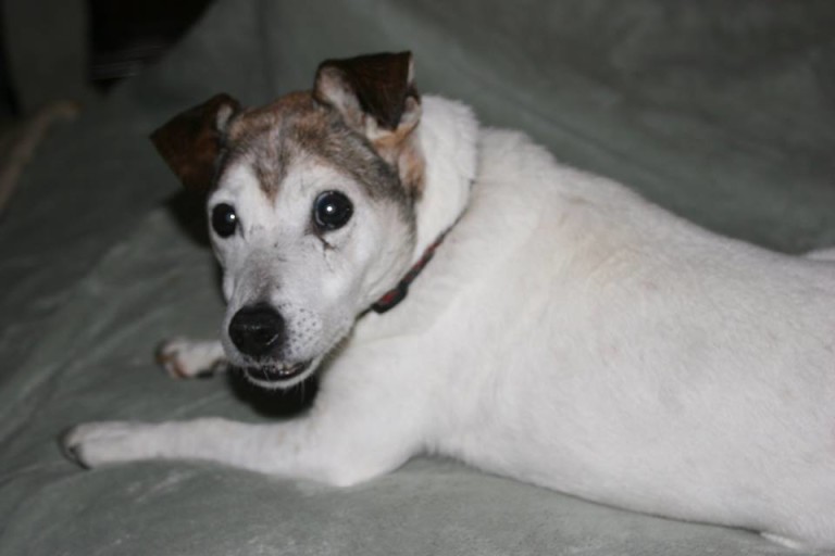 Goodbye to Edgar – Georgia Jack Russell Rescue