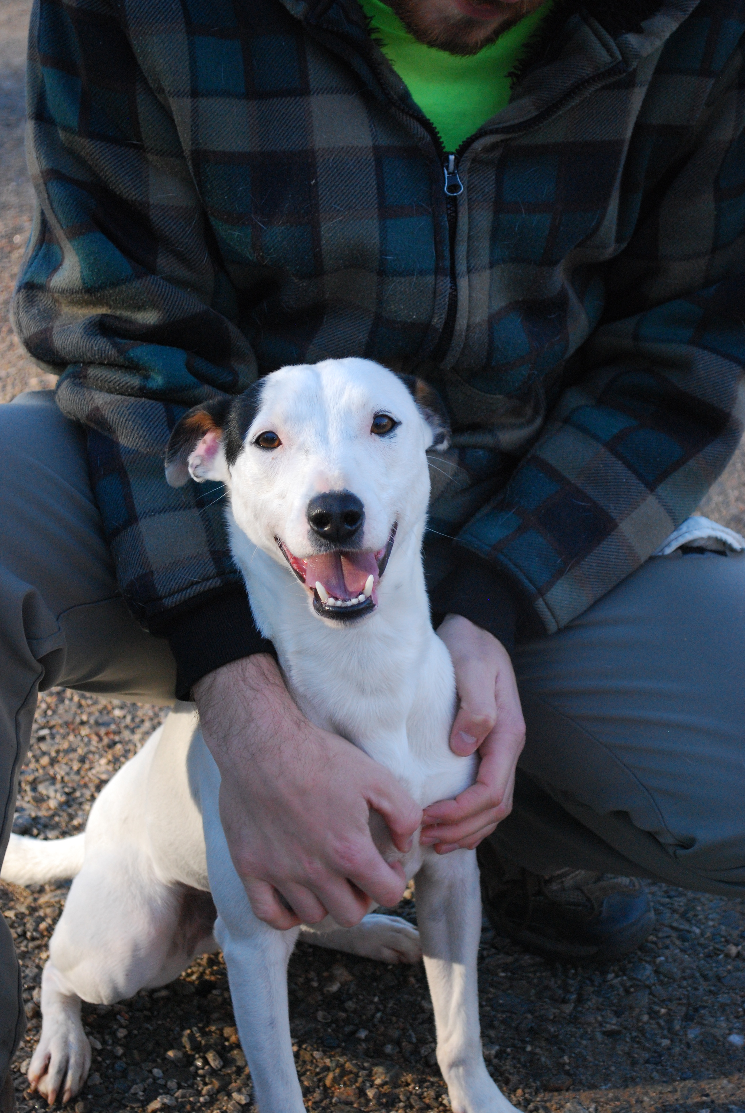 farm-dogs-045 – Georgia Jack Russell Rescue