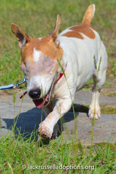 Goodnight, Pretty Boy Floyd – Georgia Jack Russell Rescue