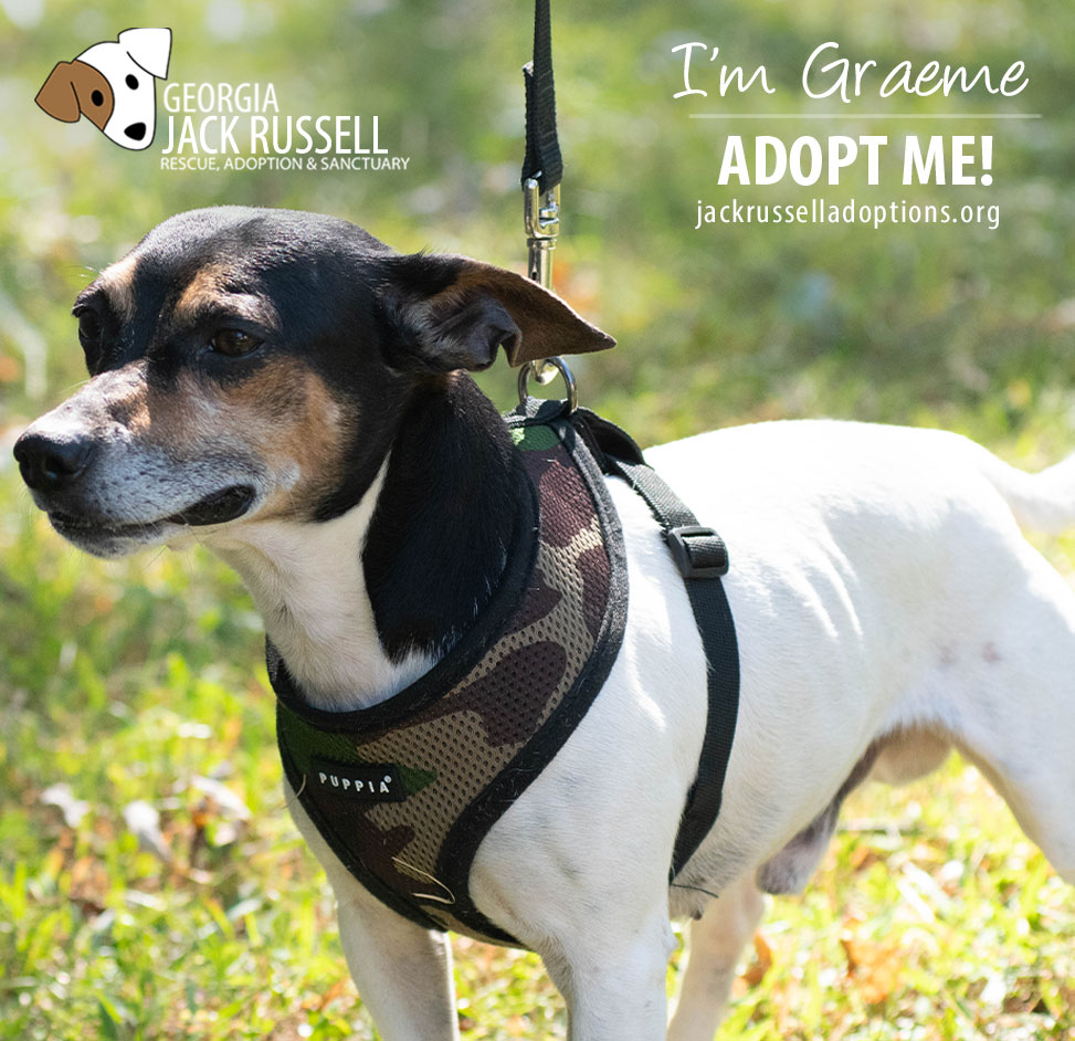graeme-adopt-jack-russell-atlanta – Georgia Jack Russell Rescue