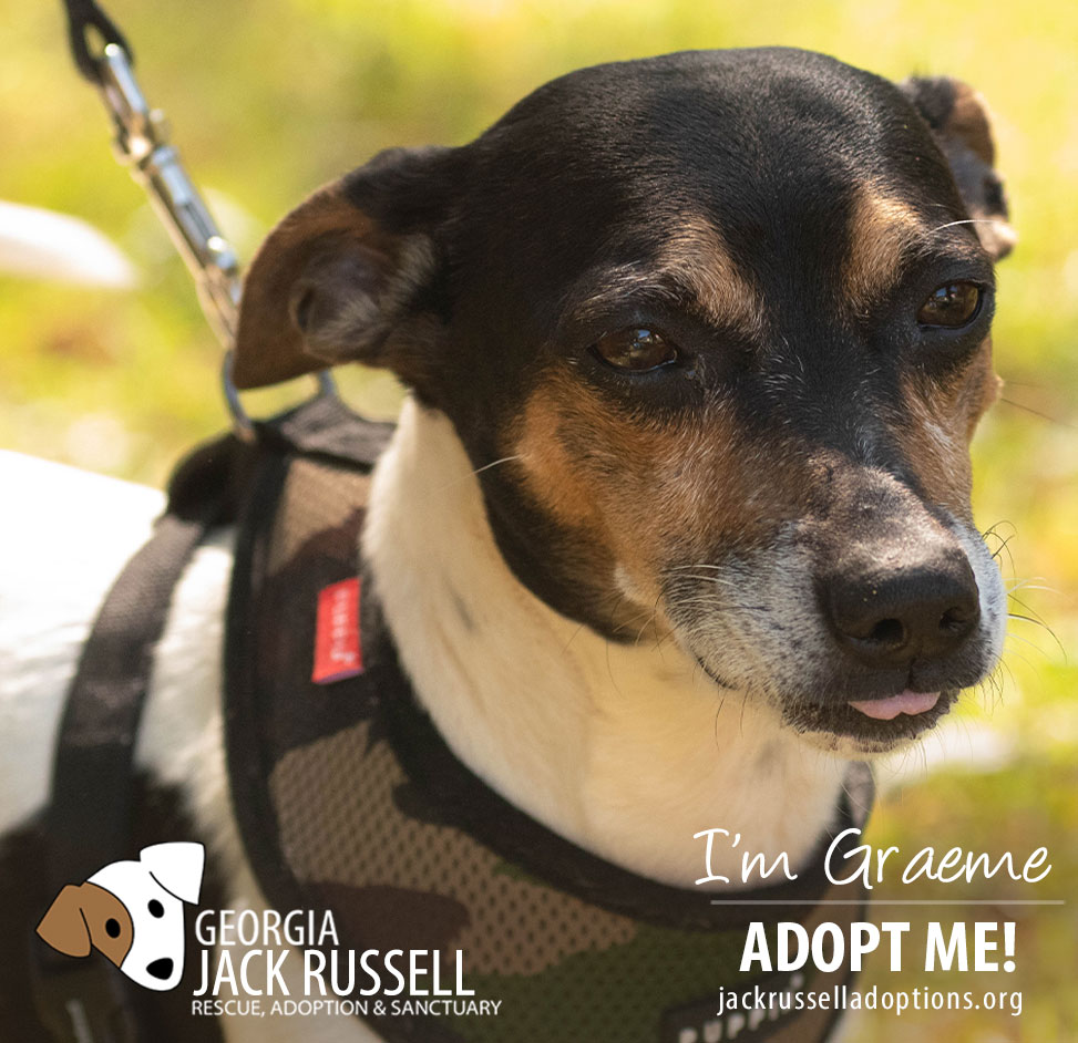 graeme-adoptable-jack-russell – Georgia Jack Russell Rescue
