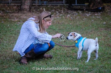Rowdy Reunion Fun! – Georgia Jack Russell Rescue