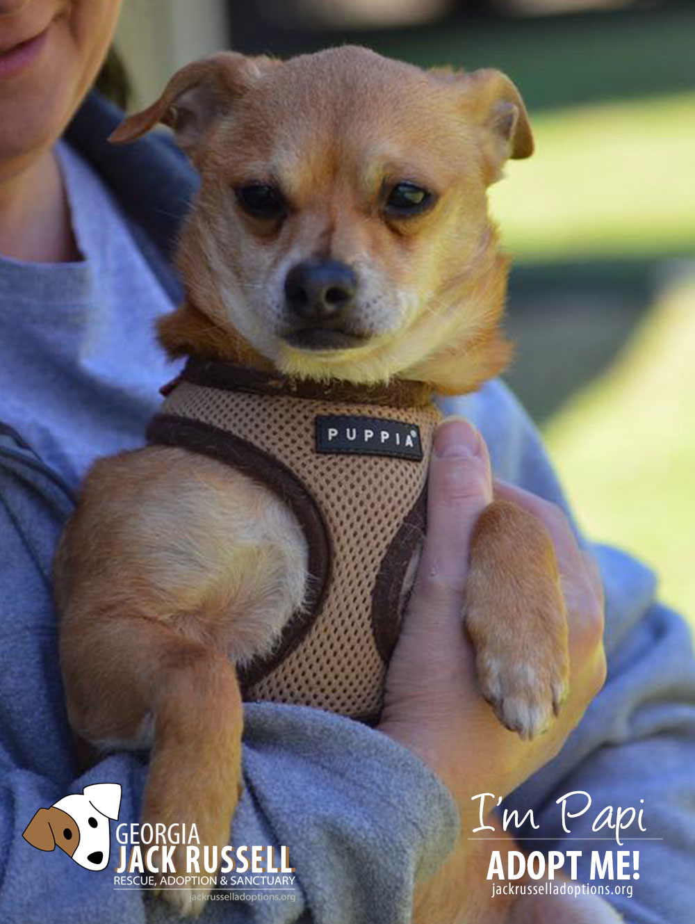 papi-adopt-chihuahua-terrier – Georgia Jack Russell Rescue