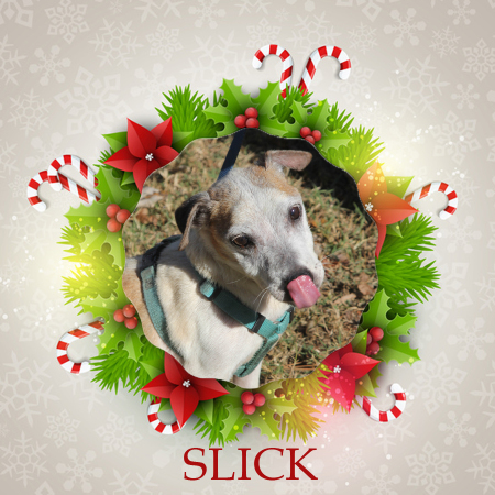 Angel Tree: Slick – Georgia Jack Russell Rescue