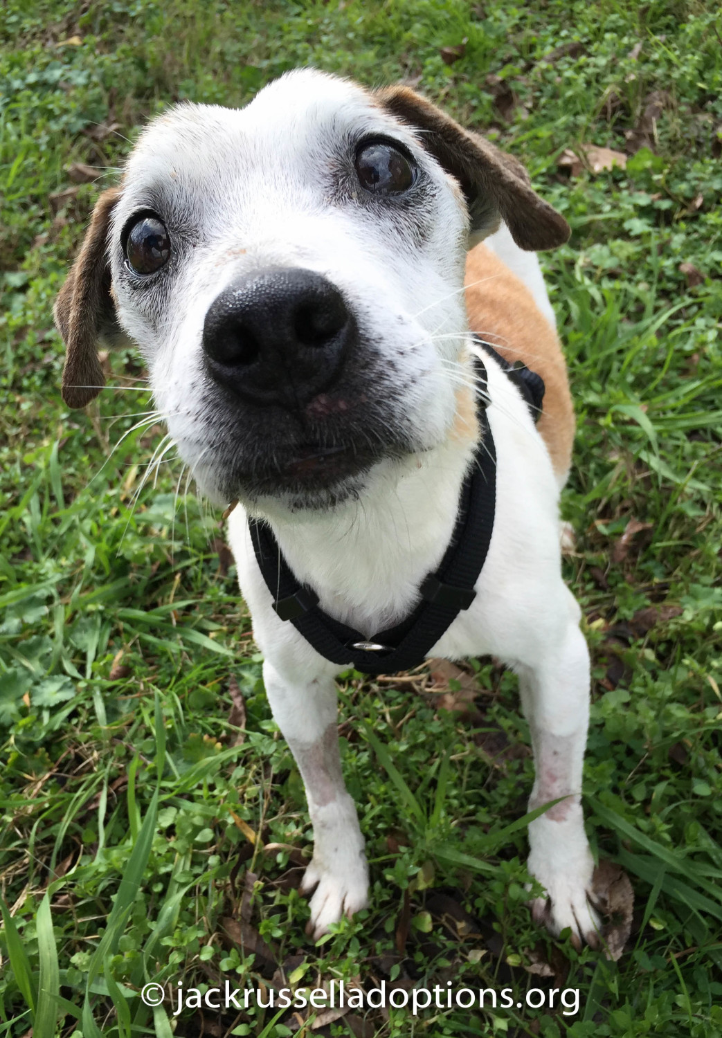 Slick: Goodbye to a Legend – Georgia Jack Russell Rescue