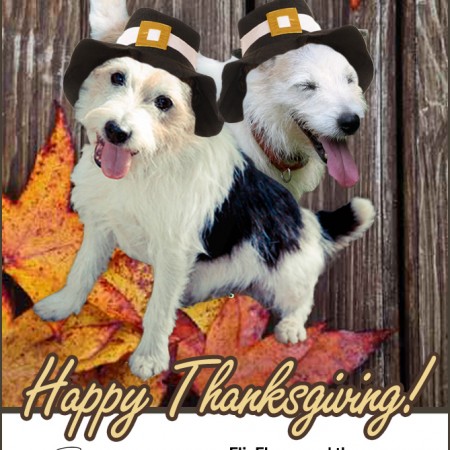 Happy Labor Day Weekend! – Georgia Jack Russell Rescue